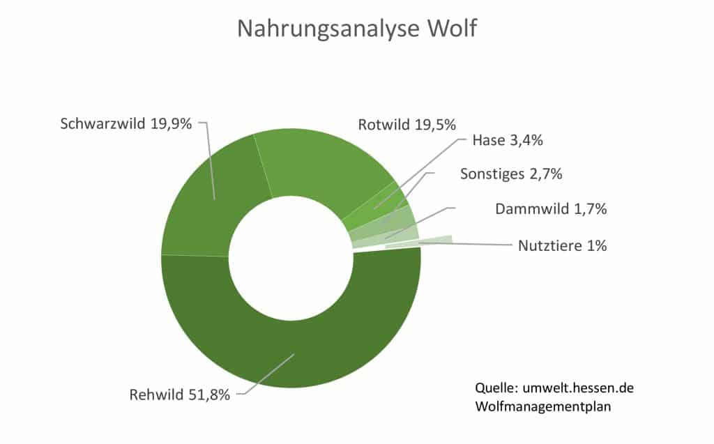 Der Wolf ist zurück in Hessen - Wildtiere in Europa