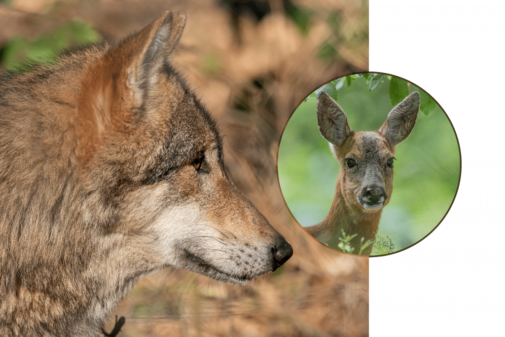 Der Wolf ist zurück in Hessen - Wildtiere in Europa