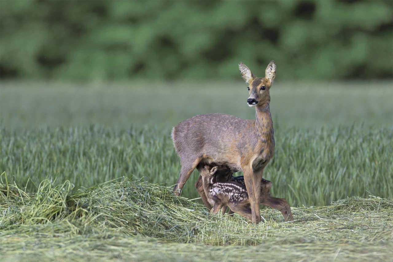 🦌 Reh Kitz – Schutz und Rettung für den Nachwuchs des Waldes
