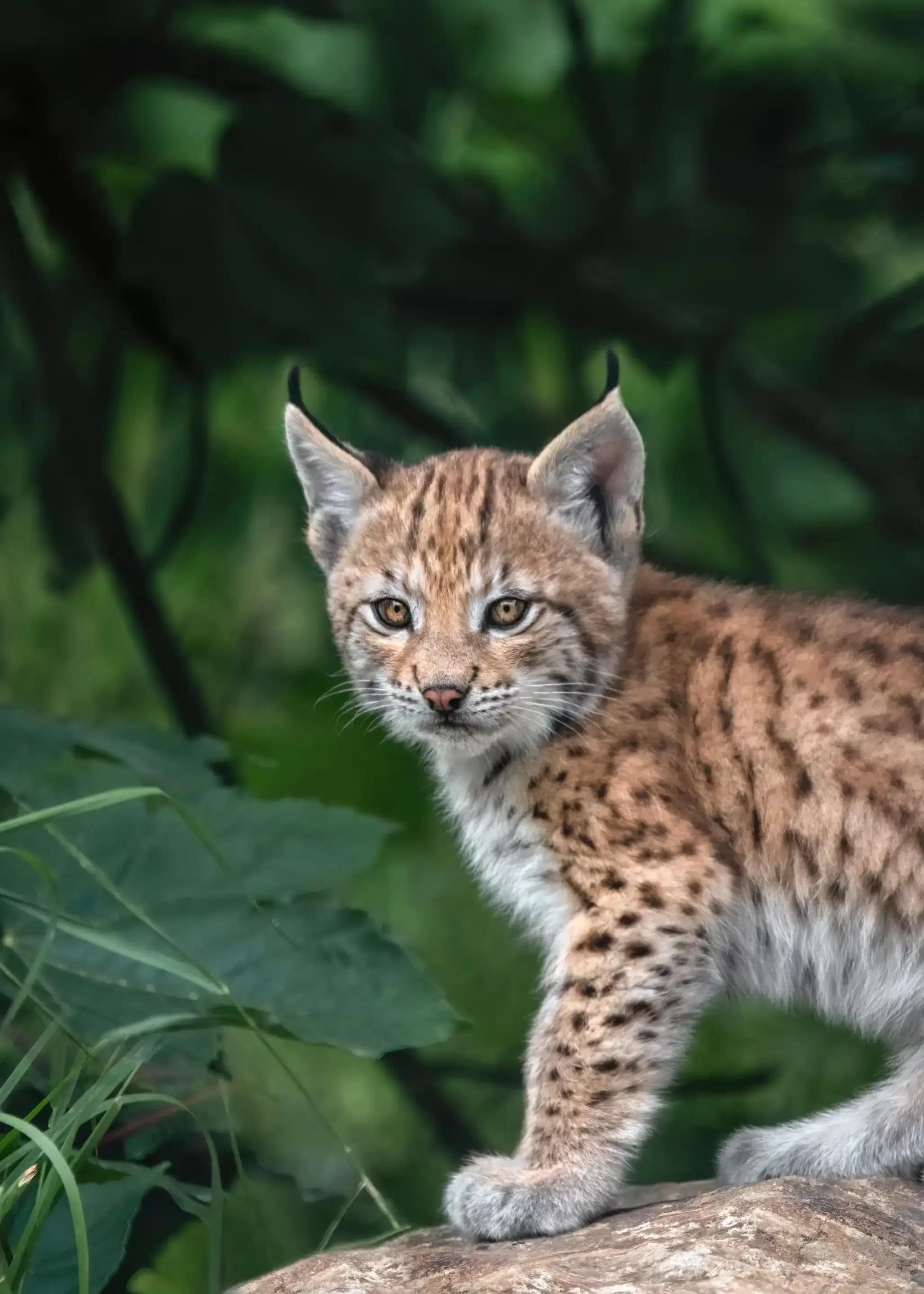 🐈 Luchs Babys, Hoffnung für den Thüringer Wald und Pfälzerwald