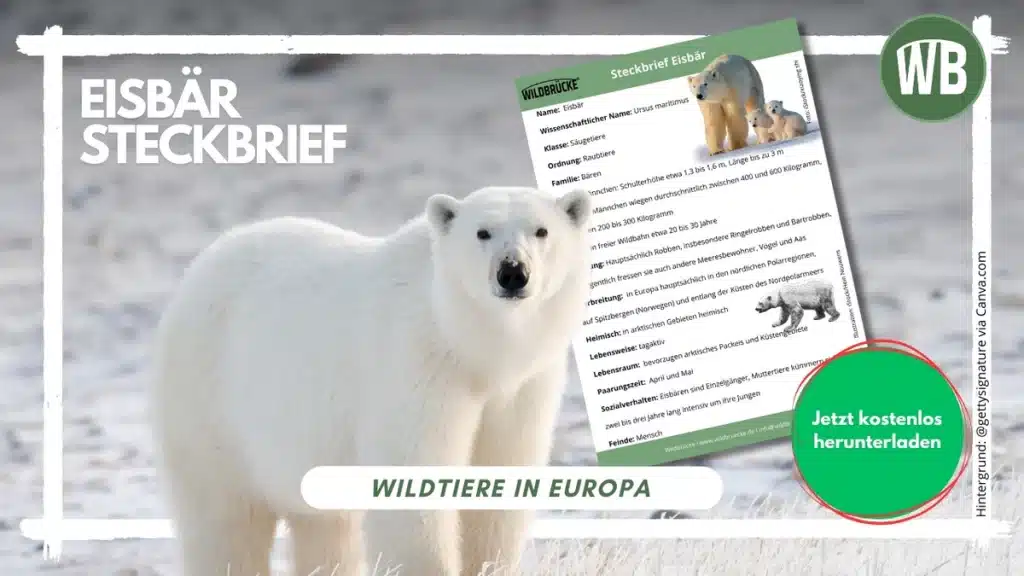 Arkties milžinai: galutinis baltojo lokio profilis – laukinė gamta Europoje