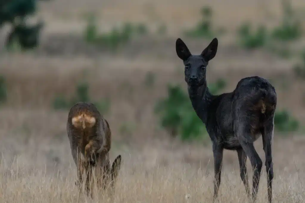 Reh in Schwarz – Ein seltenes Phänomen in der Wildtierwelt - Wildtiere ...