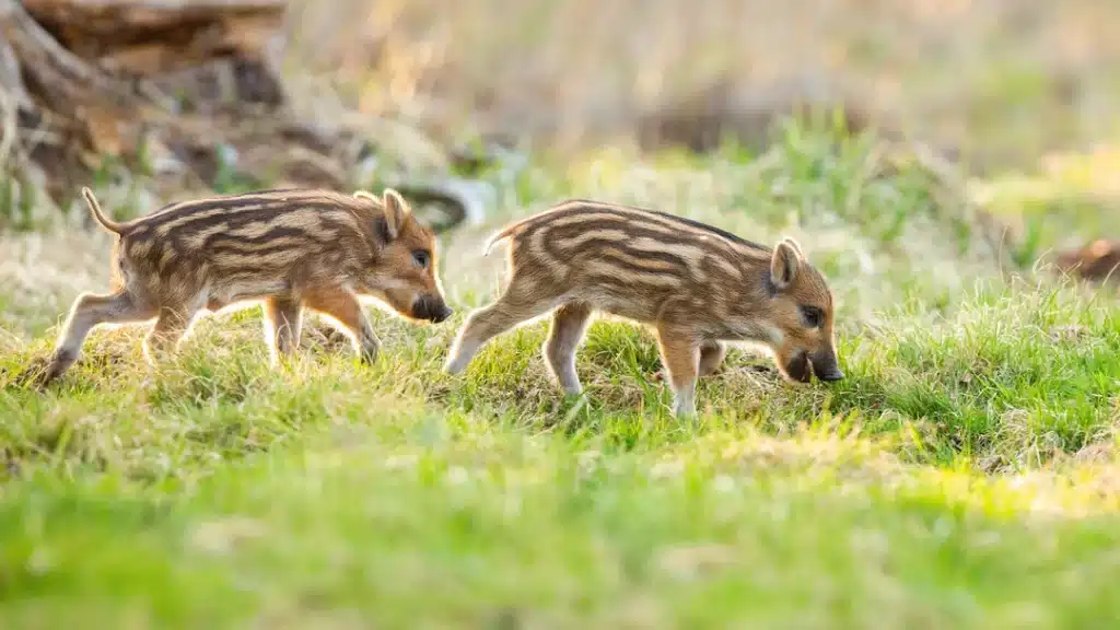 🐗 Wildschwein Babys - Wildtiere in Europa