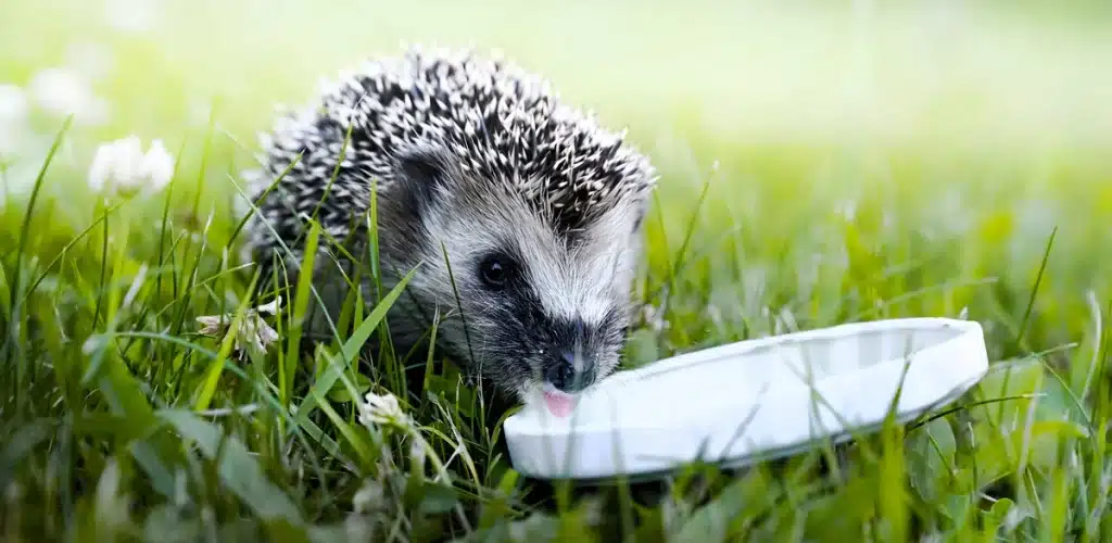 🦔 Igel mit Haferflocken füttern? - Wildtiere in Europa