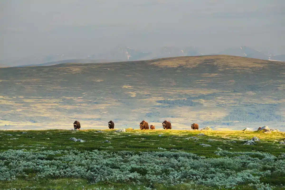 🐂 Habitat Boului Mosc - Fauna sălbatică din Europa