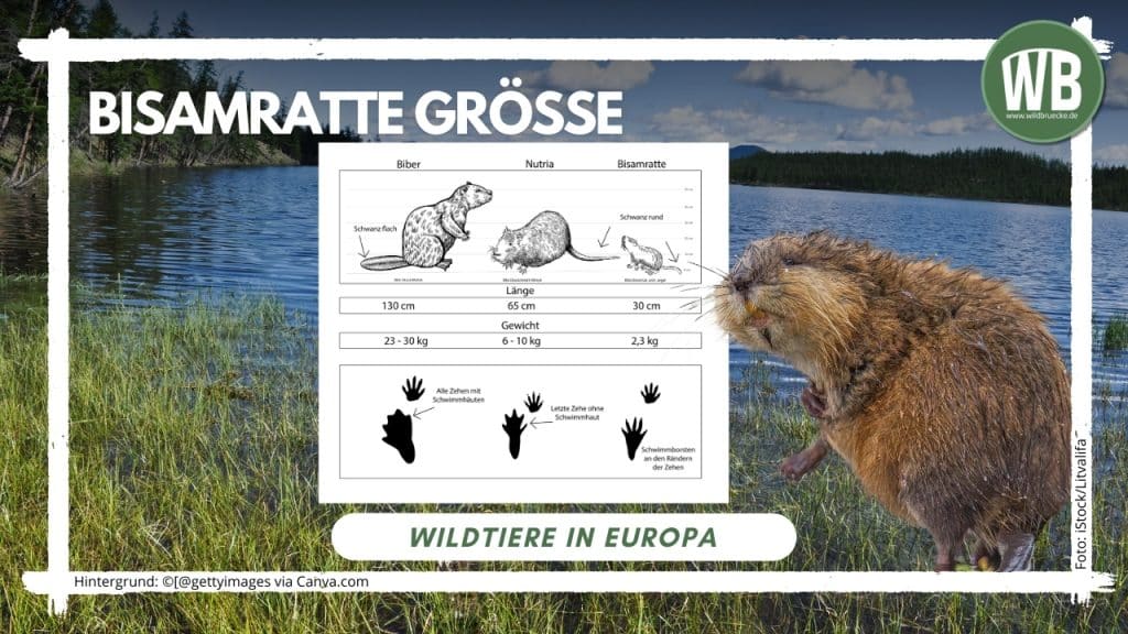 Muskusrat Grootte - Wild in Europa
