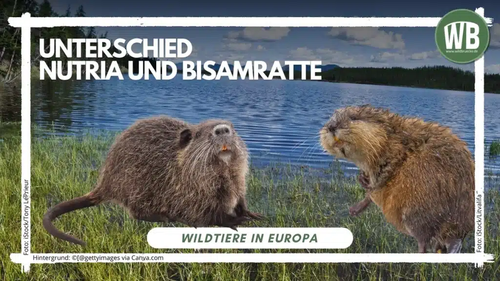 Unterschied Bisamratte und Nutria - Wildtiere in Europa