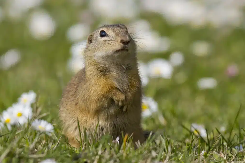 Was ist ein Ziesel? - Wildtiere in Europa
