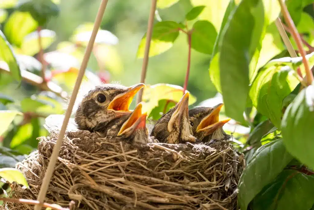 🐦 Robin chicks - Wildlife in Europe