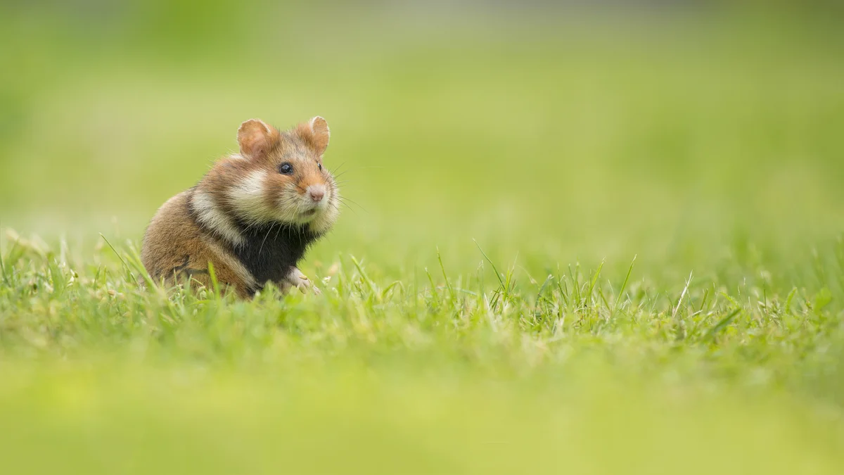 🐹 Hamster – Wildtiere in Europa