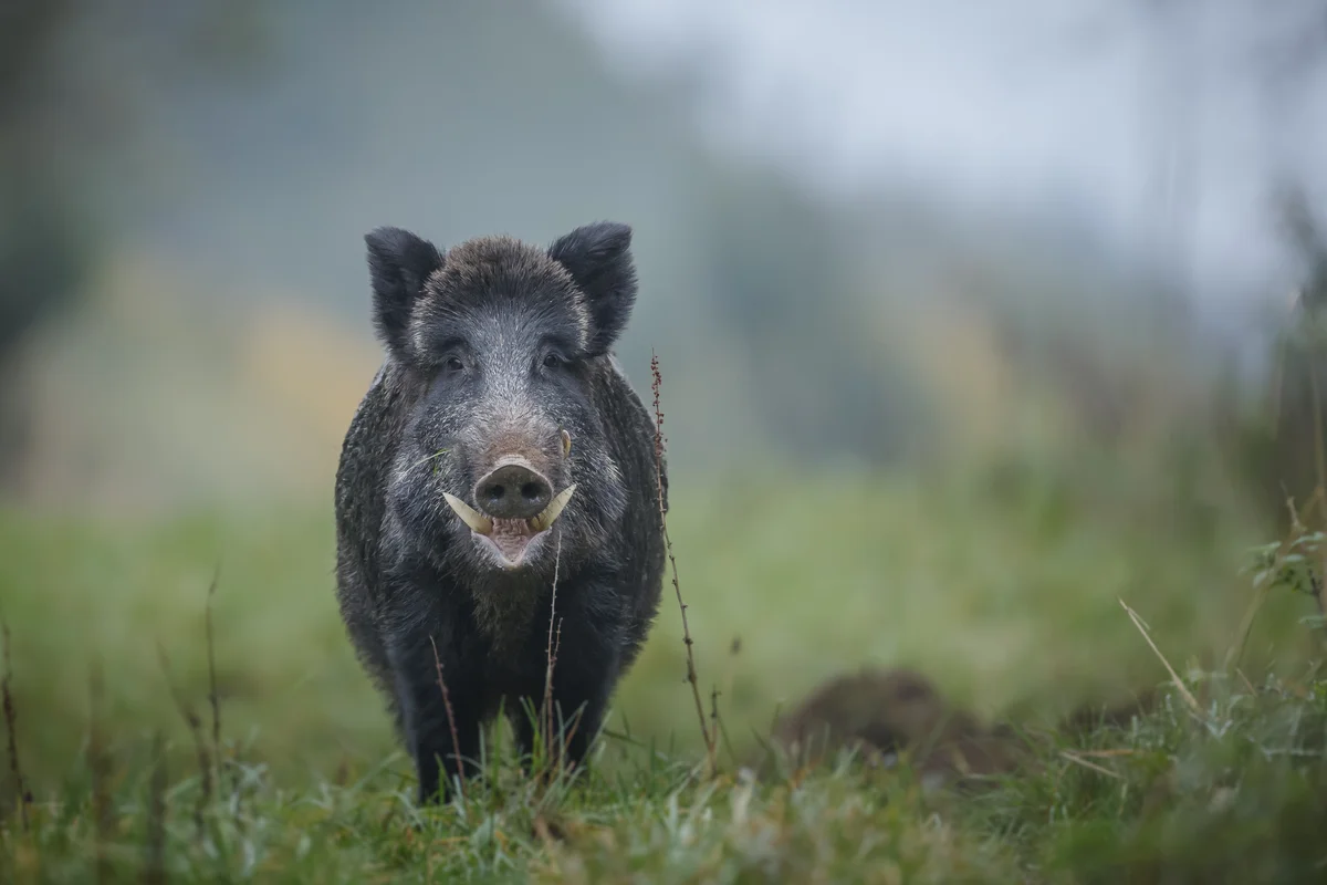 🐗 Ar šernas pavojingas? - Laukinė gamta Europoje